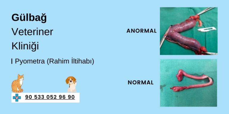Kedilerde Pyometra (Rahim İltihabı) » Gülbağ Kliniği