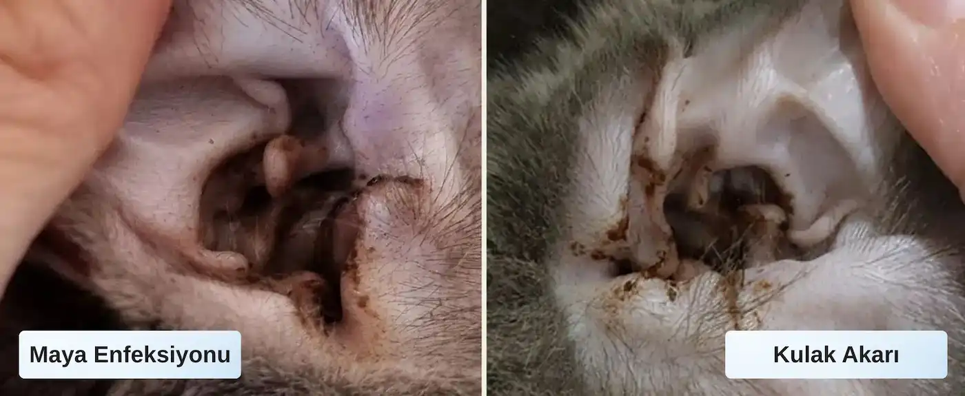 Kedilerde Kulak Enfeksiyonu » İç Kulak, Orta Kulak, Dış Kulak